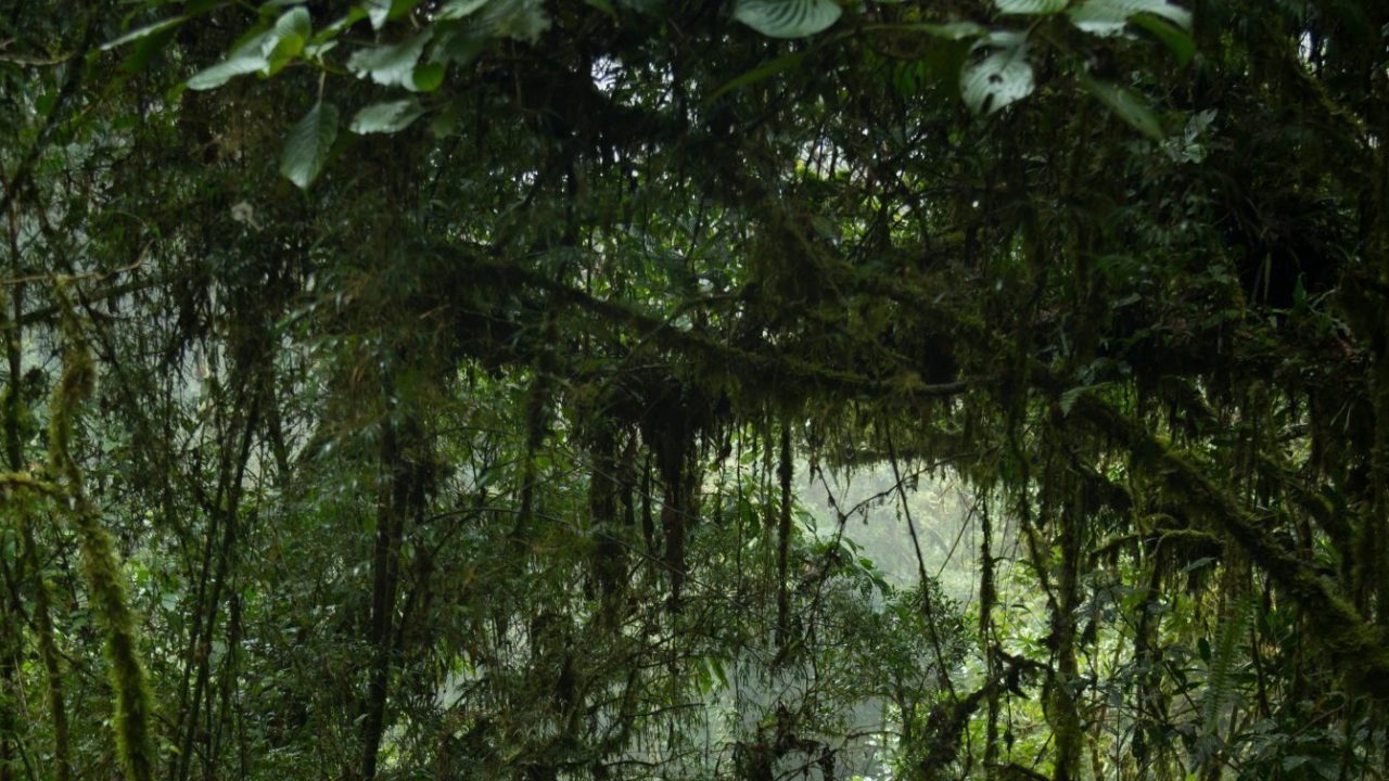 Cryptozoological Evidence | Genesis Park